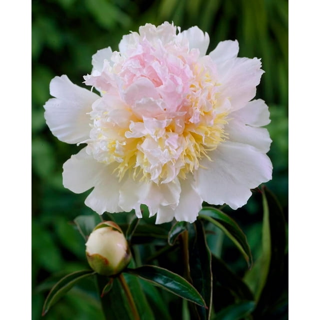 One Top Brass Peony Roots for Planting - Grow Beautiful Perennial Peony ...