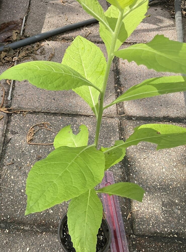 One Well Rooted 8”-10 Sweetscent LIVE PLANT Pluchea Odorata - Walmart.com