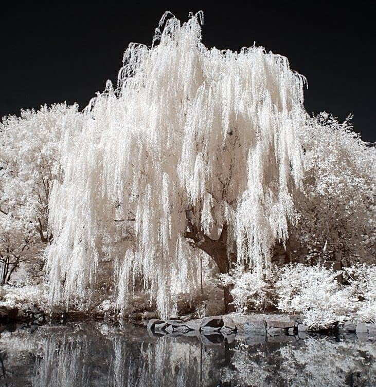One White Willow Tree - Silver Leafs Shimmer in The Moon Light - One ...
