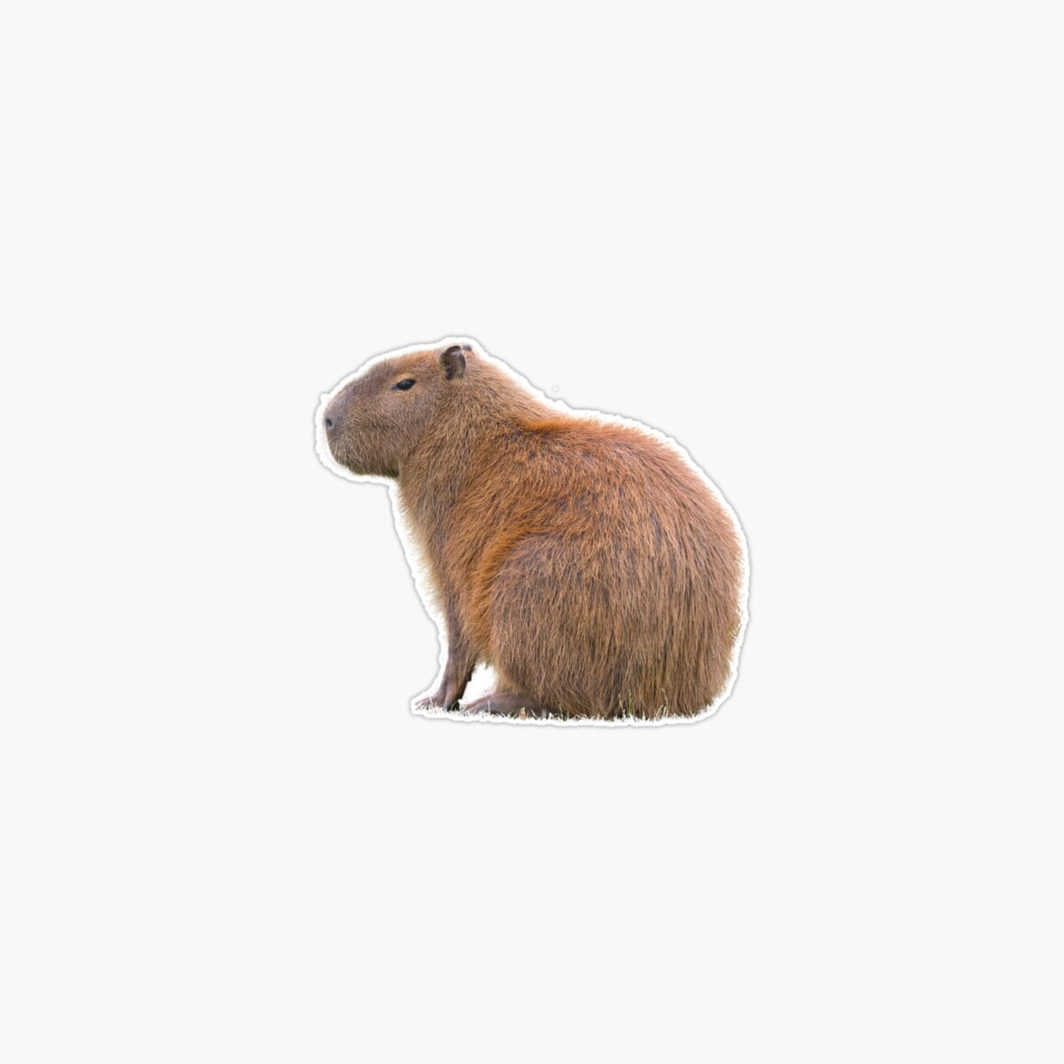 Onim 3Rd Suspicious Single Capybara Stickers Package. Funny Capybaras ...