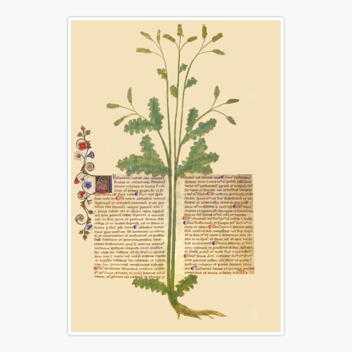 Onim Absinthe Plant Medieval Medicine Illuminated Manuscript Sticker ...