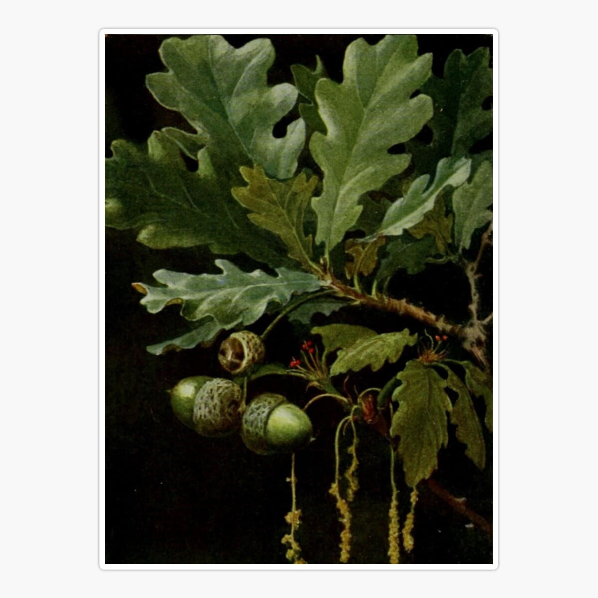 Onim Acorn And Oak Sticker, Phone Decal Water Bottle Stickers Car ...