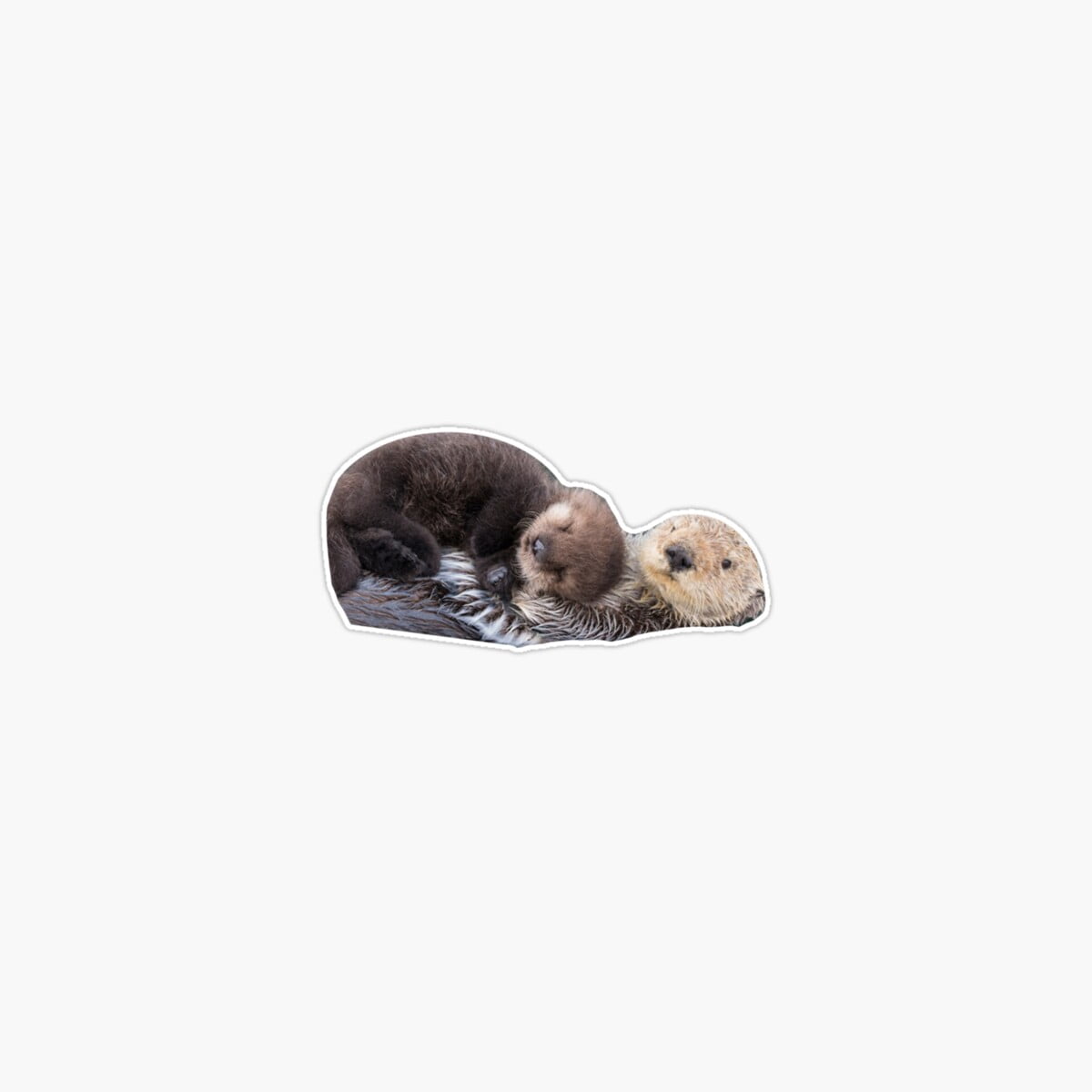 Onim Adorable Sea Otters Sticker - Walmart.com