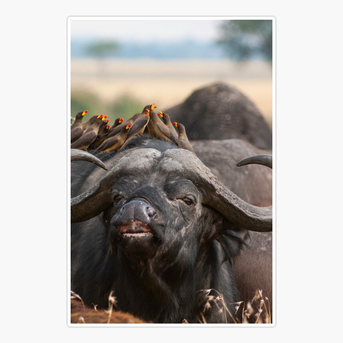 Onim African Buffalo With Maggot Chopper Sticker, Phone Decal Water ...