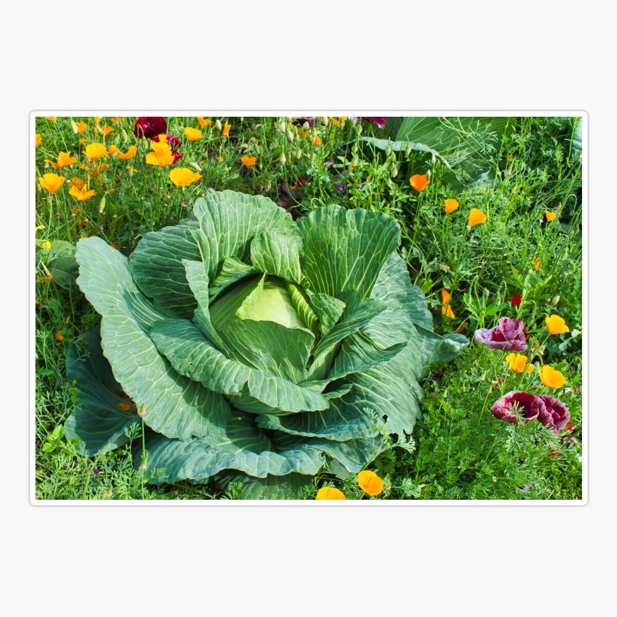 Onim Alaskan Cabbage And Peonies Sticker, Phone Decal Water Bottle ...