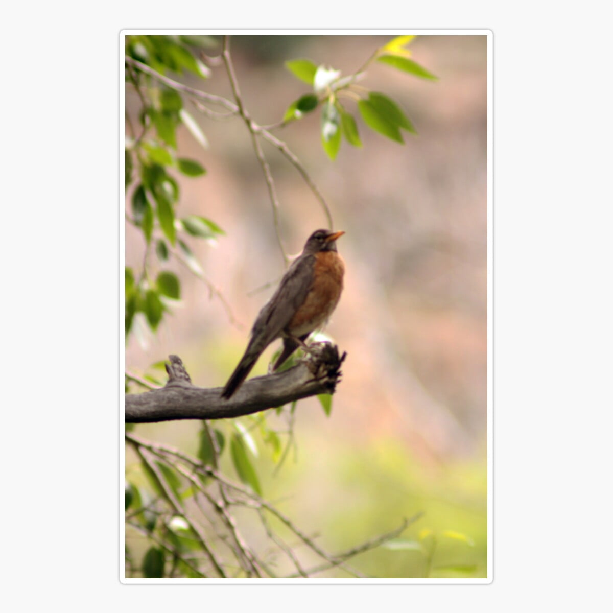 Onim American Robin Sticker, Phone Decal Water Bottle Stickers Car ...