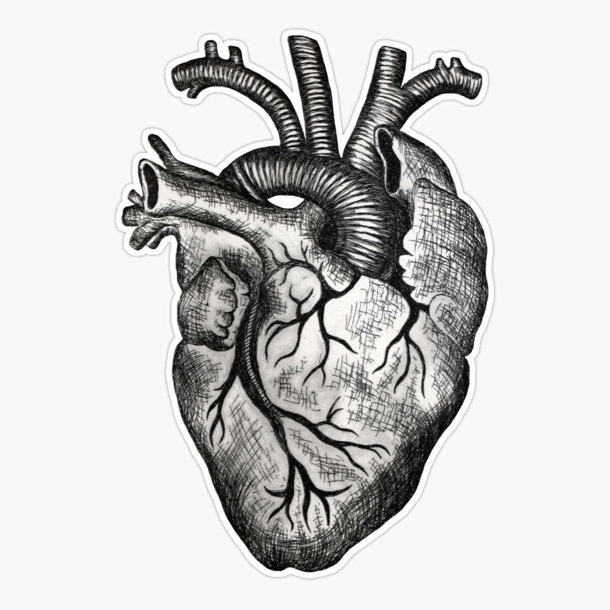 Onim Anatomical Heart Etching Sticker, Phone Decal Water Bottle ...