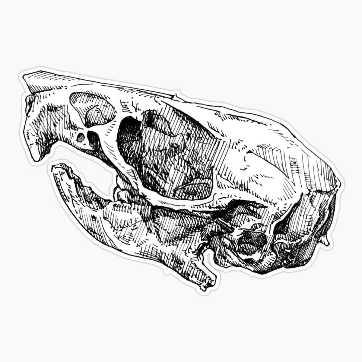 Onim Animal Skull Sticker, Phone Decal Water Bottle Stickers Car Decals ...