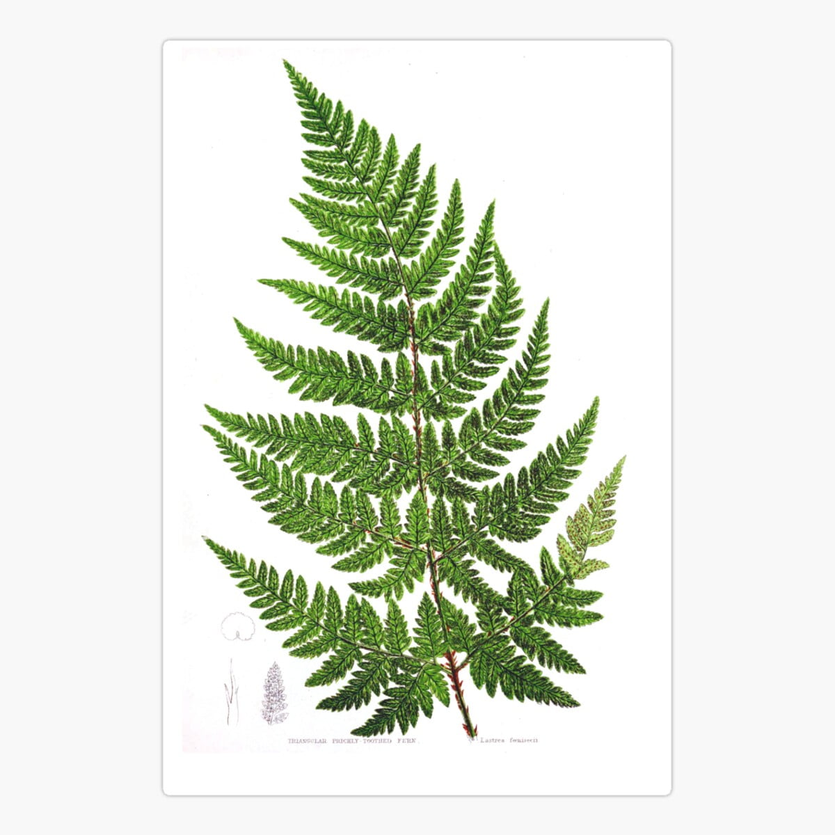 Onim Ann Pratt - Triangular Prickly Toothed Fern - Vintage English ...