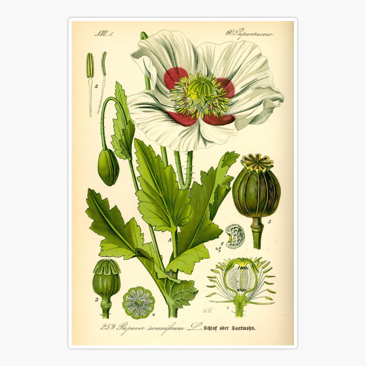 Onim Antique Botanical Poppy Flower Illustration Sticker, Phone Decal ...