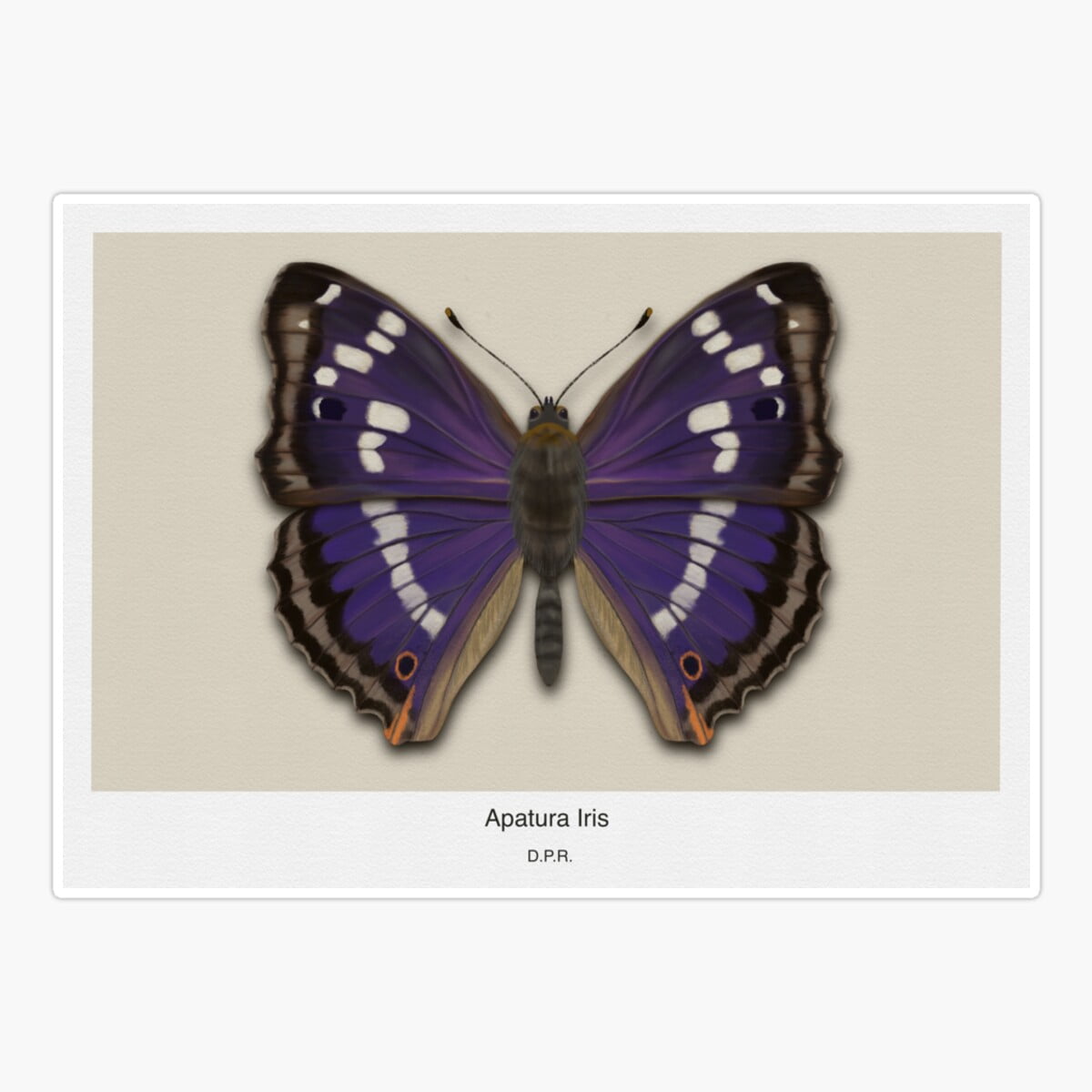 Onim Apatura Iris Modern Vertical Sticker, Phone Decal Water Bottle ...