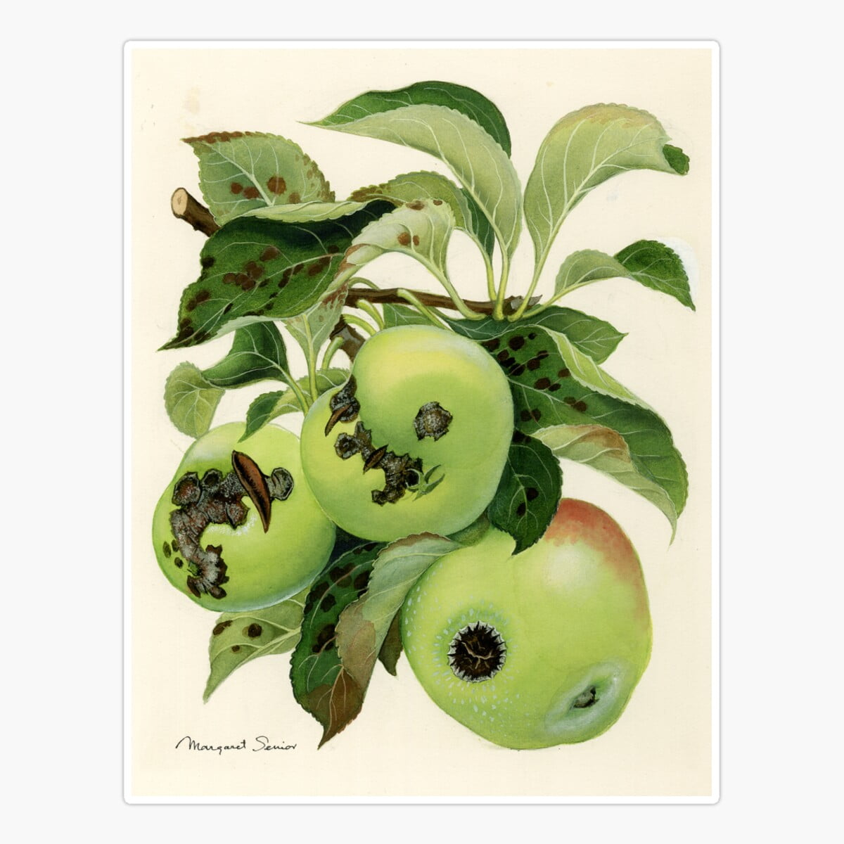 Onim Apple Scab - Venturia Inaequalis Sticker, Phone Decal Water Bottle ...