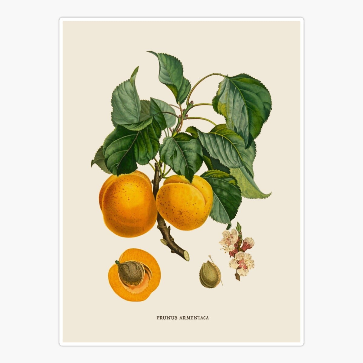Onim Apricot Antique Botanical Illustration Sticker, Phone Decal Water ...