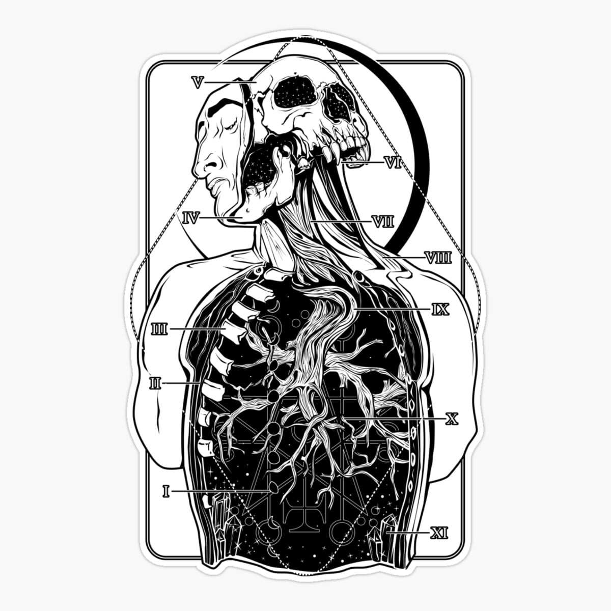 Onim Atypical Anatomy Sticker, Phone Decal Water Bottle Stickers Car ...