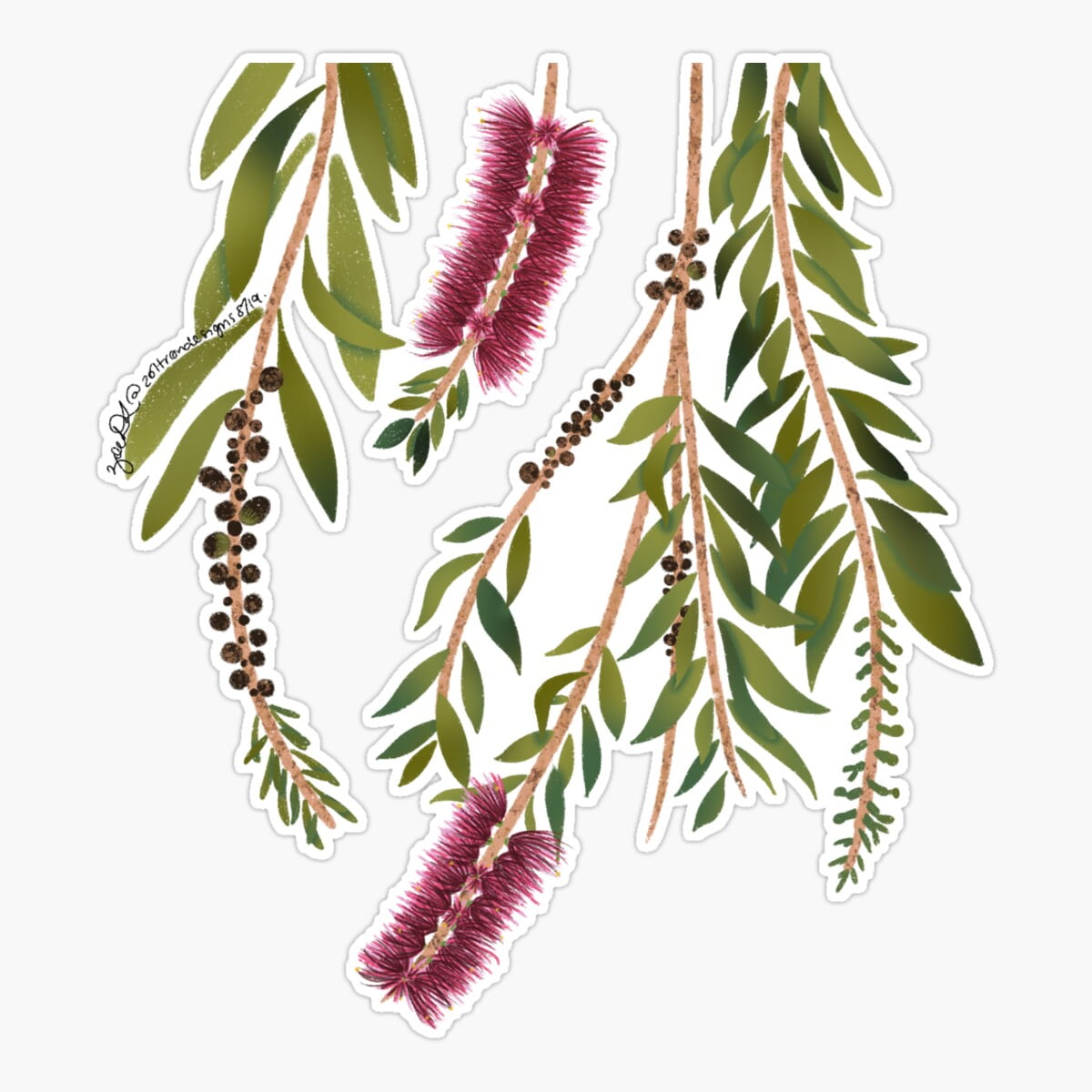 Onim Australian Native Flora, Bottlebrush Sticker, Phone Decal Water ...
