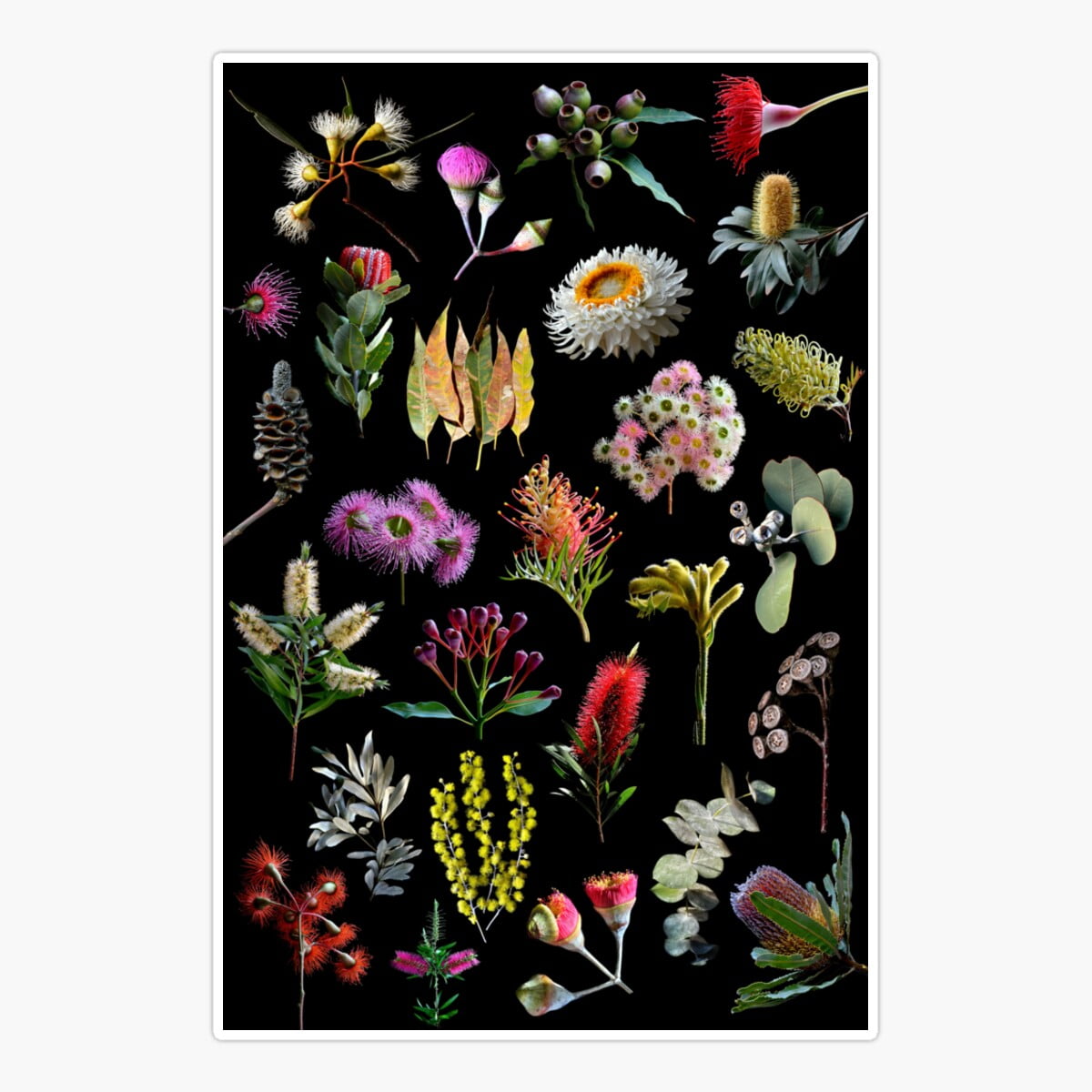 Onim Australian Nature Collage Sticker, Phone Decal Water Bottle ...