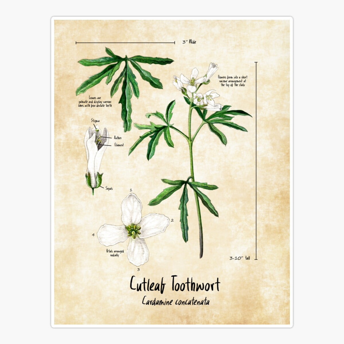 Onim Australian Shepherd Butt Wiggler Club (Tricolor) Sticker, Phone ...