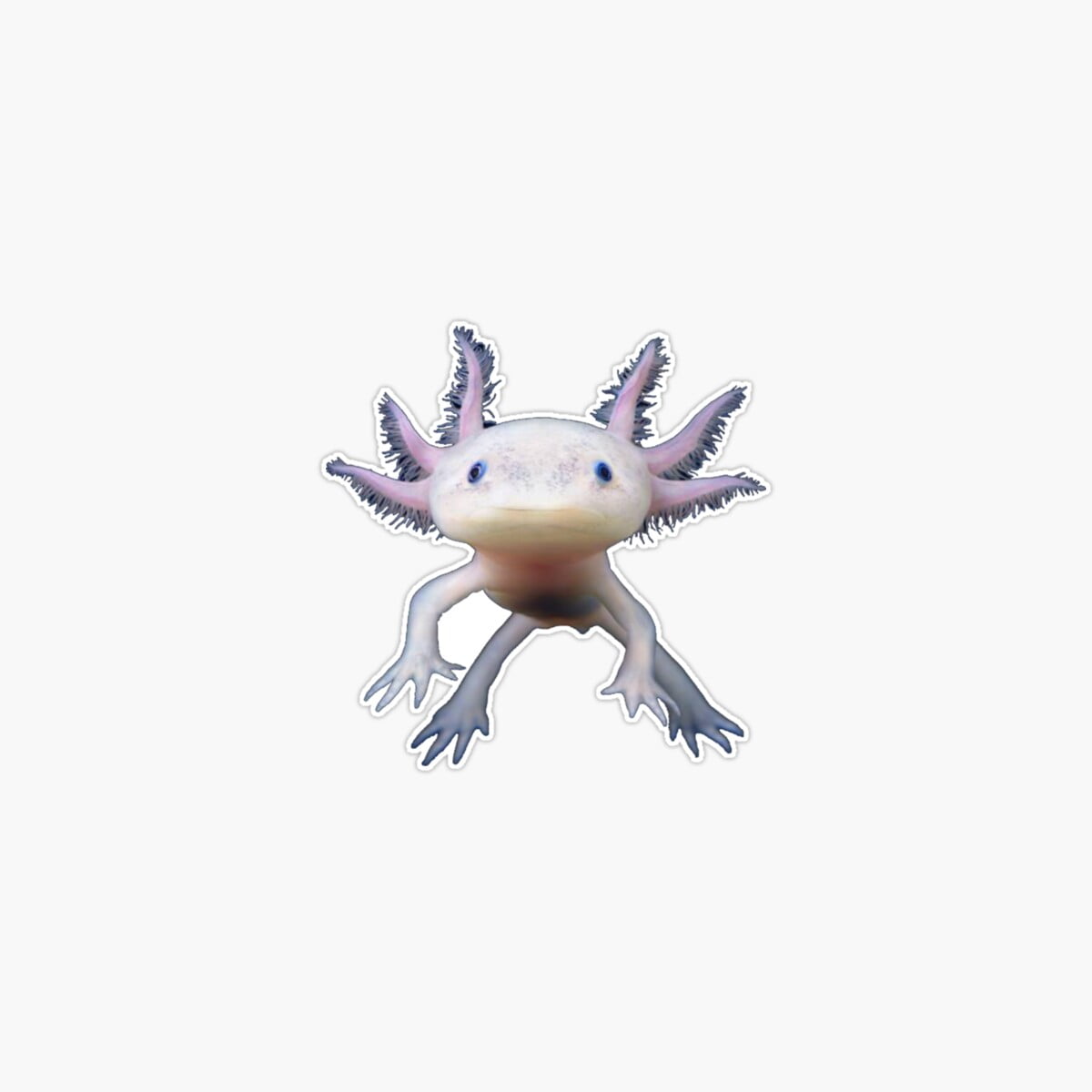 Onim Axolotl Sticker, Phone Decal Water Bottle Stickers Car Decals ...