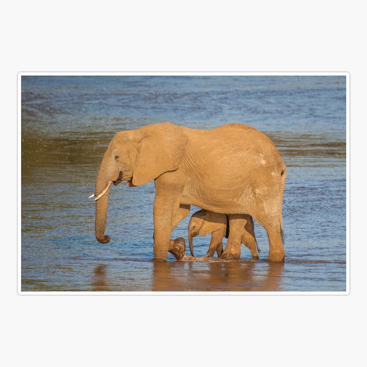 Onim Baby Elephant Under The Protection Of Mom Sticker, Phone Decal ...