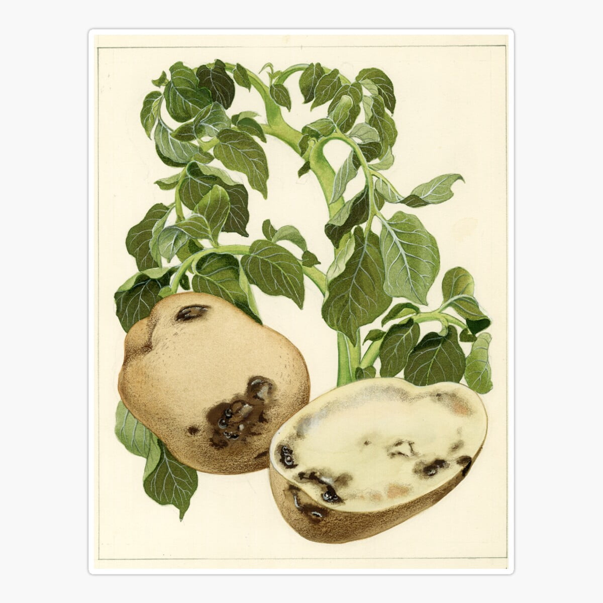 Onim Bacterial Wilt Of Potato Sticker, Phone Decal Water Bottle ...