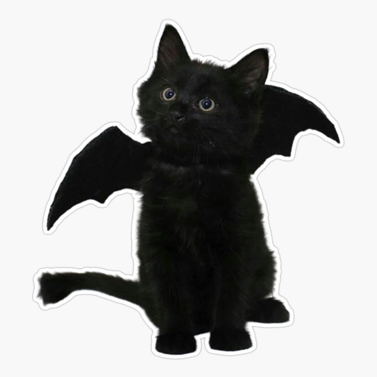 Onim Bat Cat