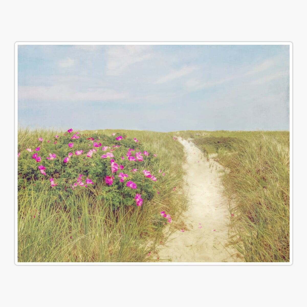 Onim Beach Roses And Sandy Trail Sticker, Phone Decal Water Bottle ...