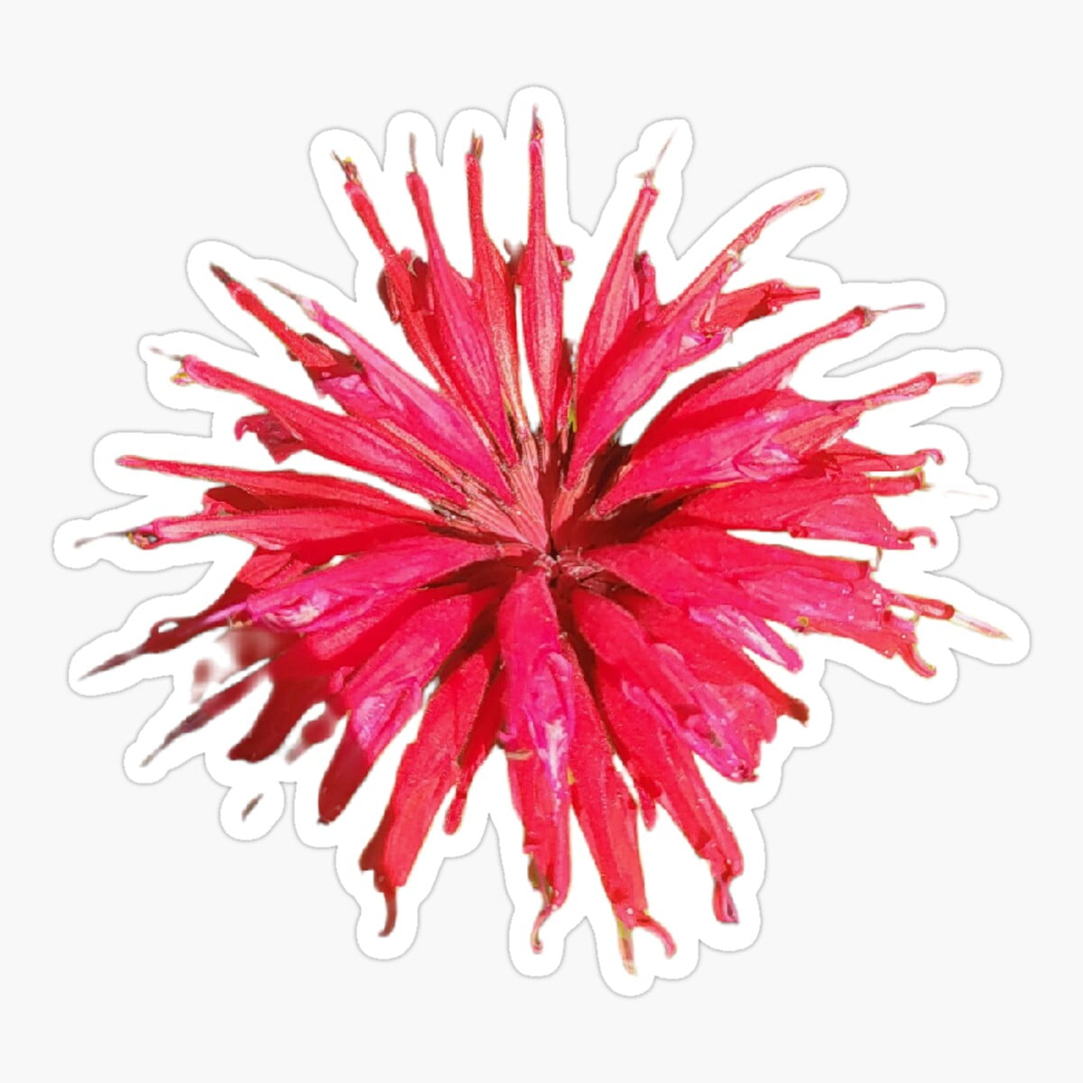 Onim Bee Balm Sticker, Phone Decal Water Bottle Stickers Car Decals ...