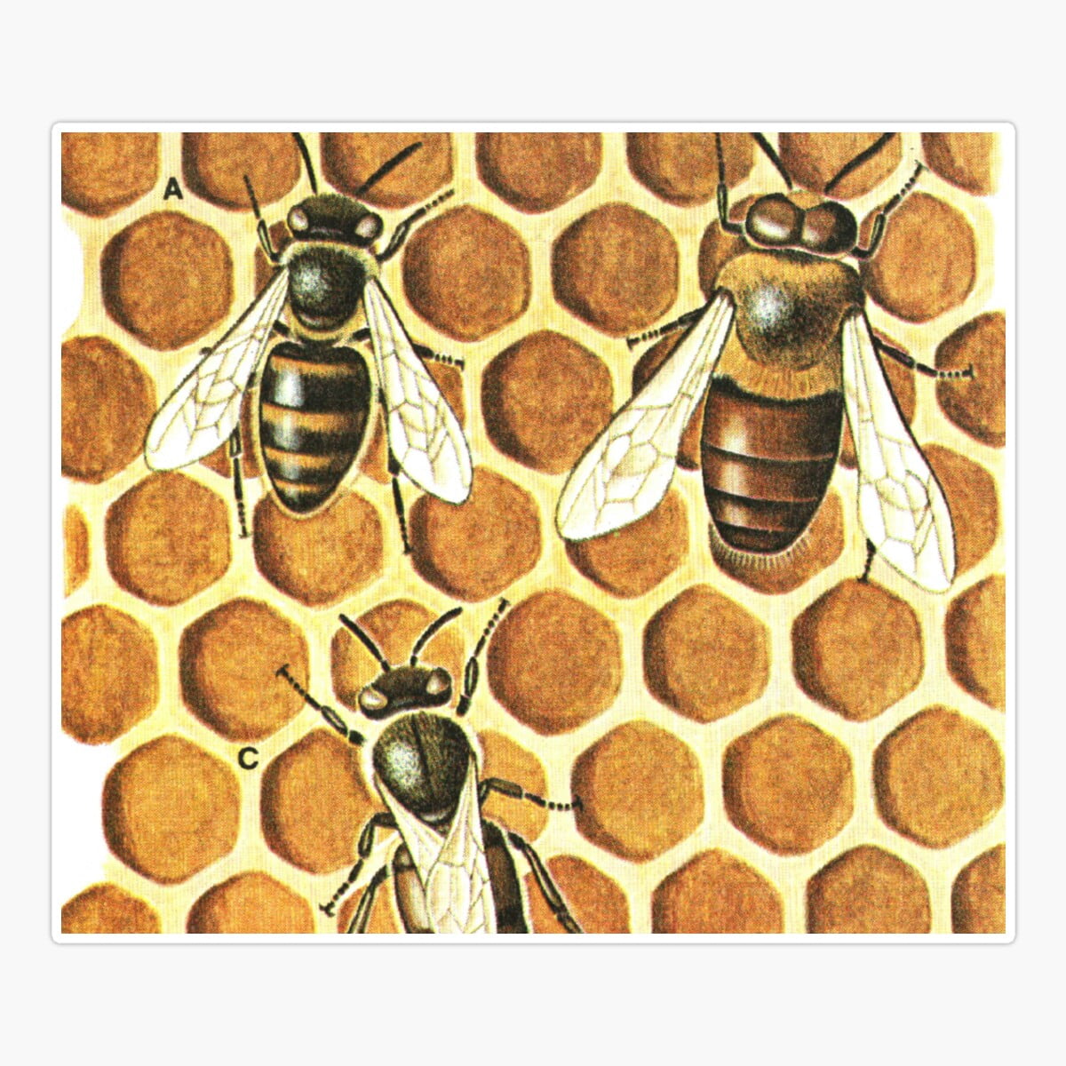 Onim Beehive - Honeycomb Pattern Sticker, Phone Decal Water Bottle ...