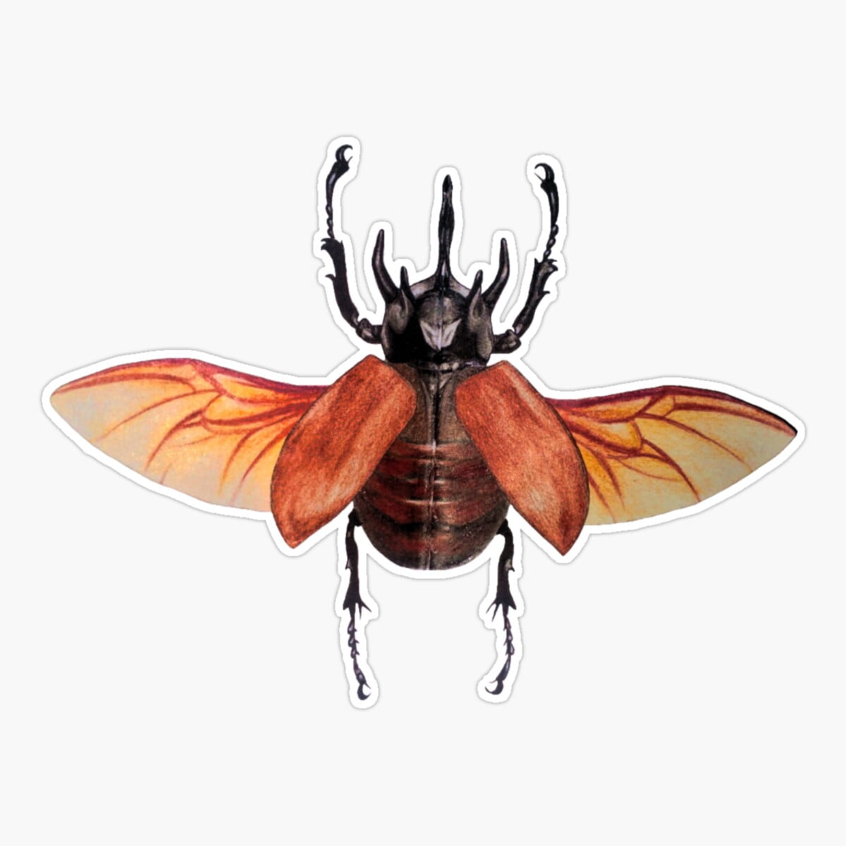 Onim Beetle Bug Sticker, Phone Decal Water Bottle Stickers Car Decals ...