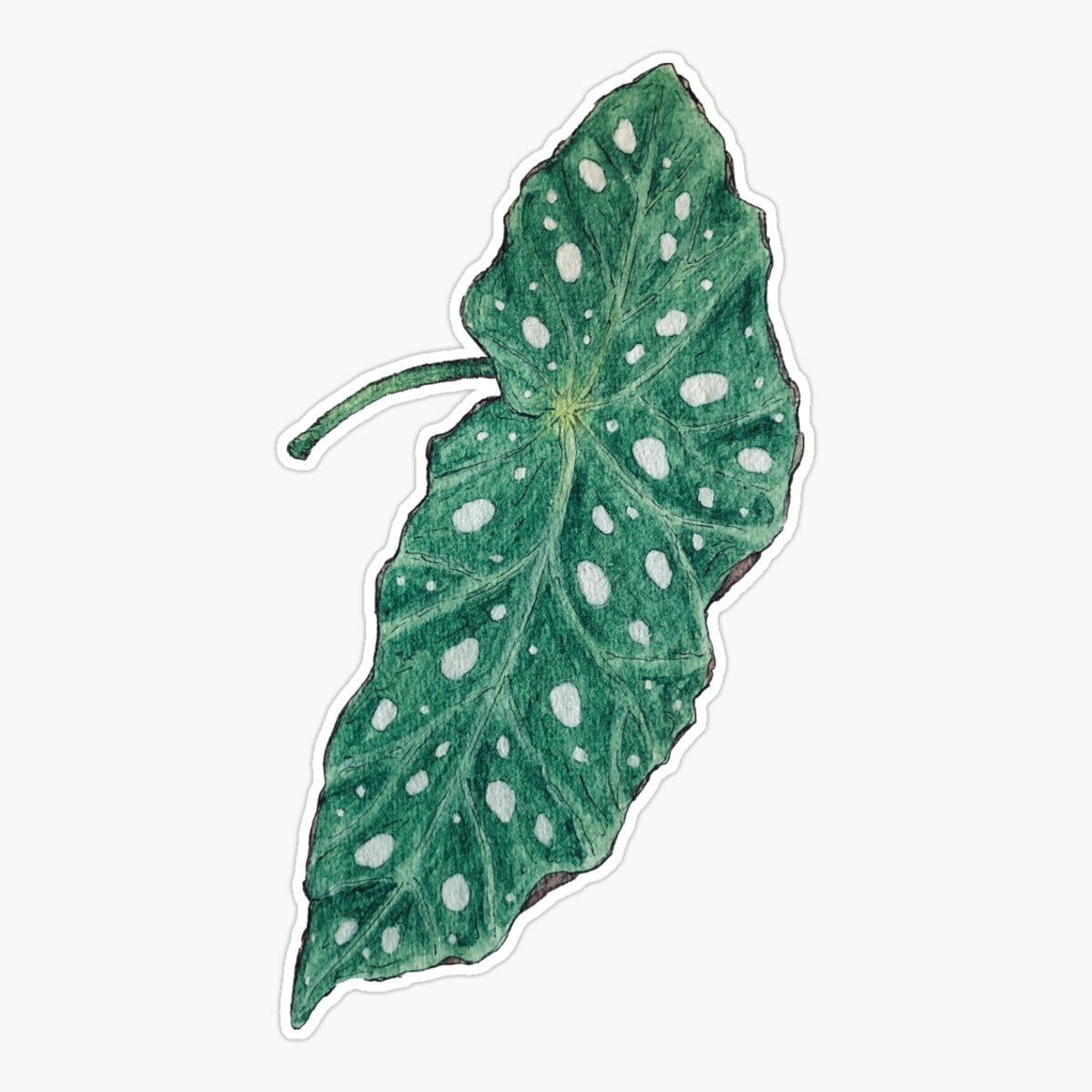 Onim Begonia Maculata Single Leaf Watercolor Sticker, Phone Decal Water ...