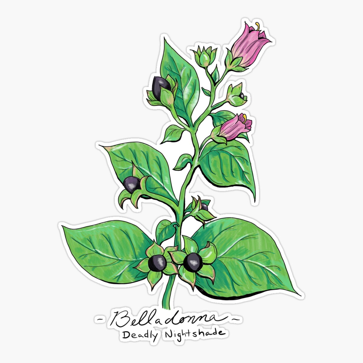 Onim Belladonna, Deadly Nightshade Sticker, Phone Decal Water Bottle Stickers Car Decals, Funny ...