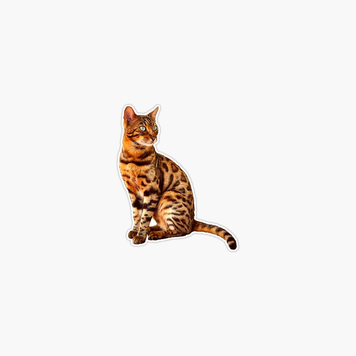 Onim Bengal Cat Kitten Amazing Leopard Cat Sticker, Phone Decal Water ...