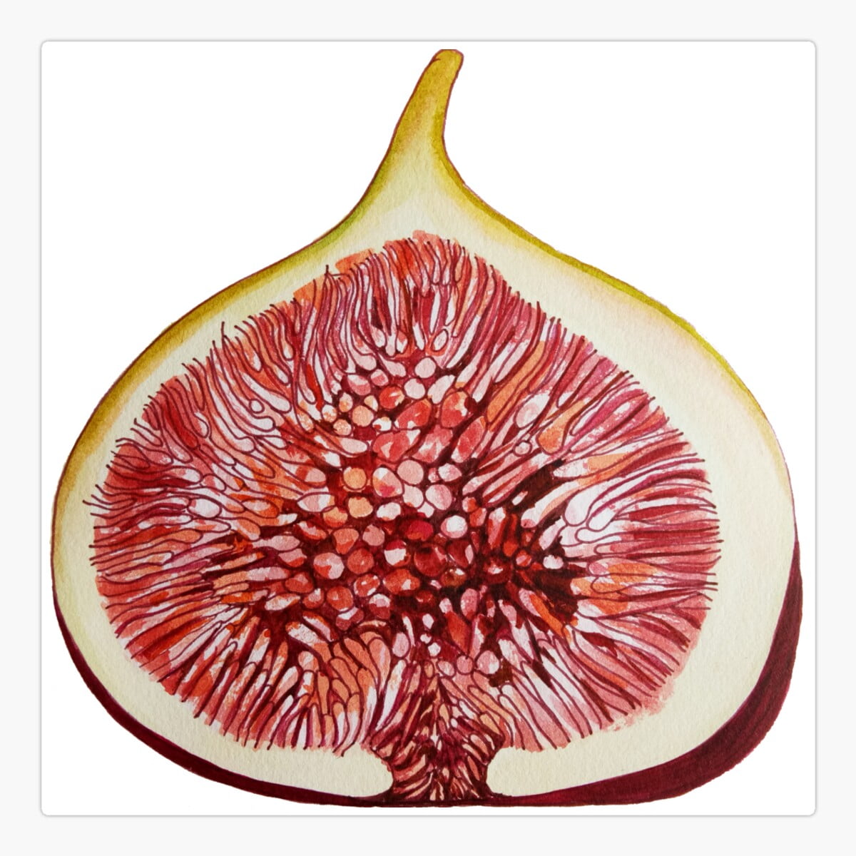 Onim Big Fig Sticker, Phone Decal Water Bottle Stickers Car Decals ...