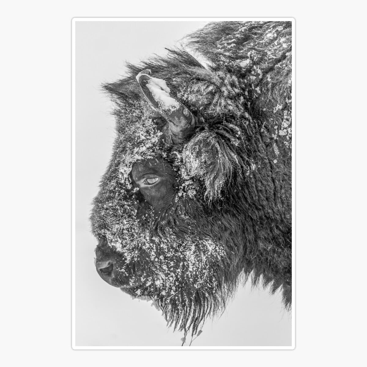 Onim Bison In Winter Black And White Sticker, Phone Decal Water Bottle ...
