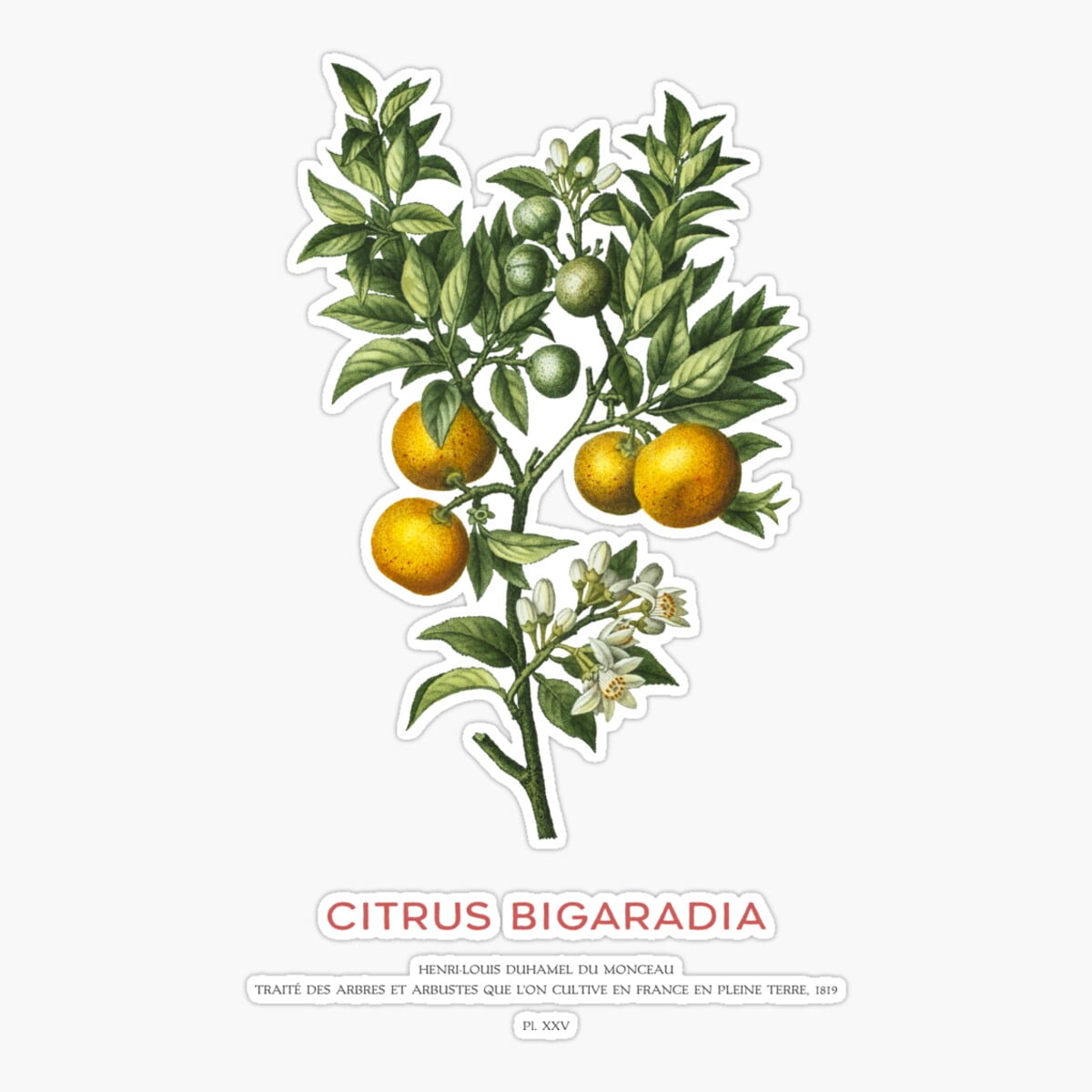 Onim Bitter Orange Or Citrus Bigarradia Sticker, Phone Decal Water ...