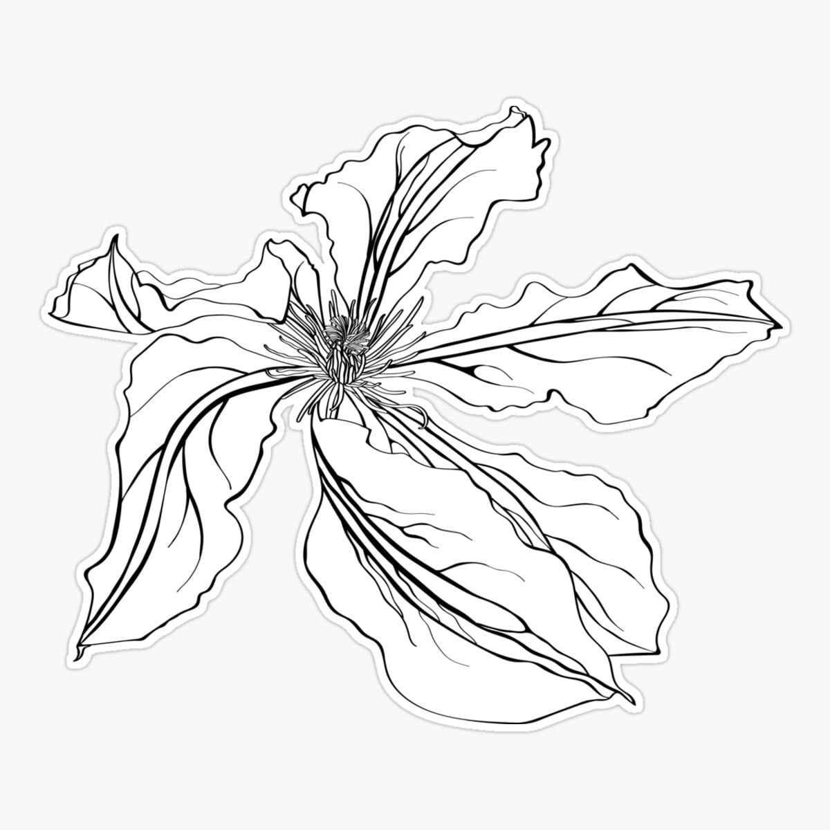 Onim Black And White Line Illustration Of Clematis Flower. Sticker ...
