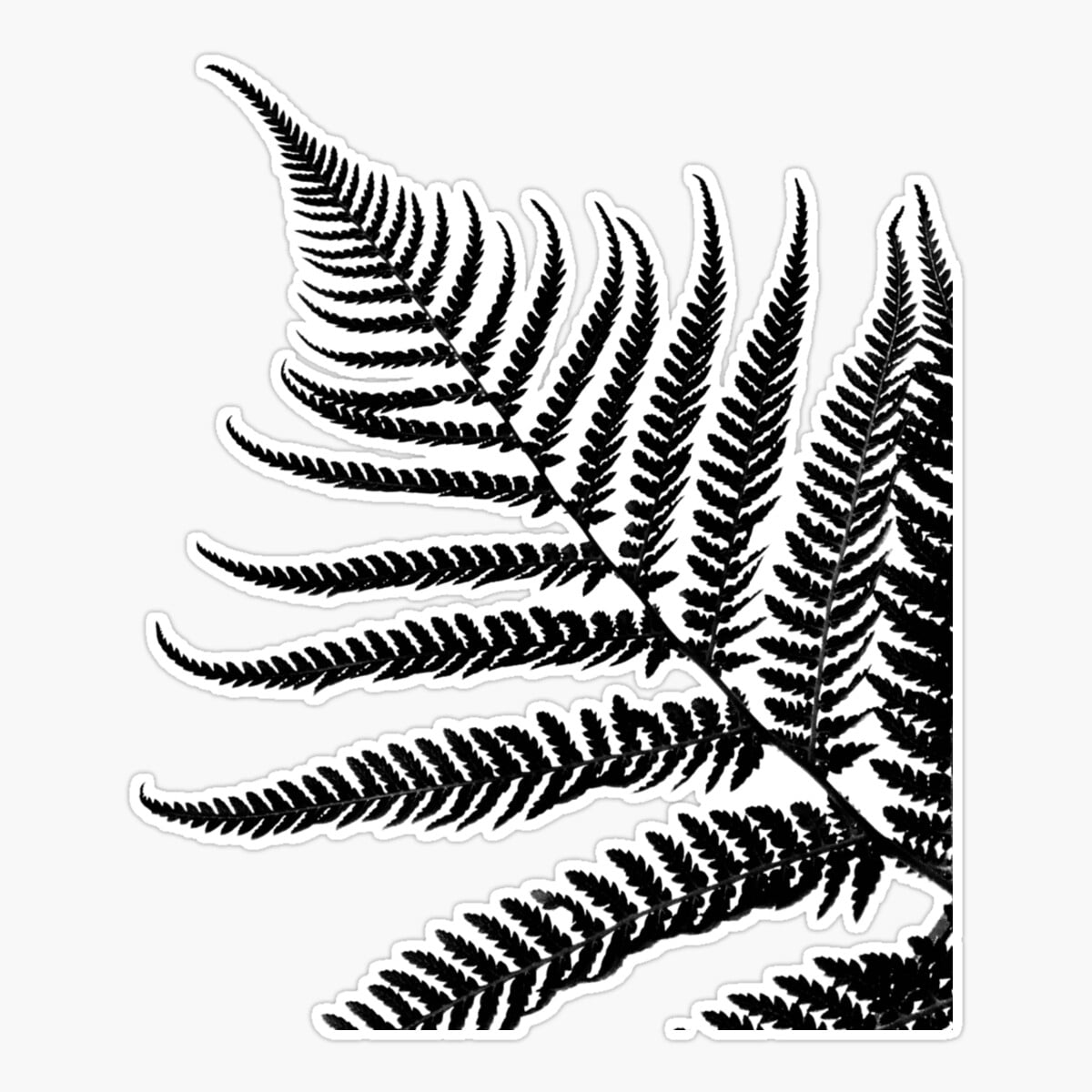 Onim Black And White Plant Artwork, Fern Leaf Sticker, Phone Decal ...