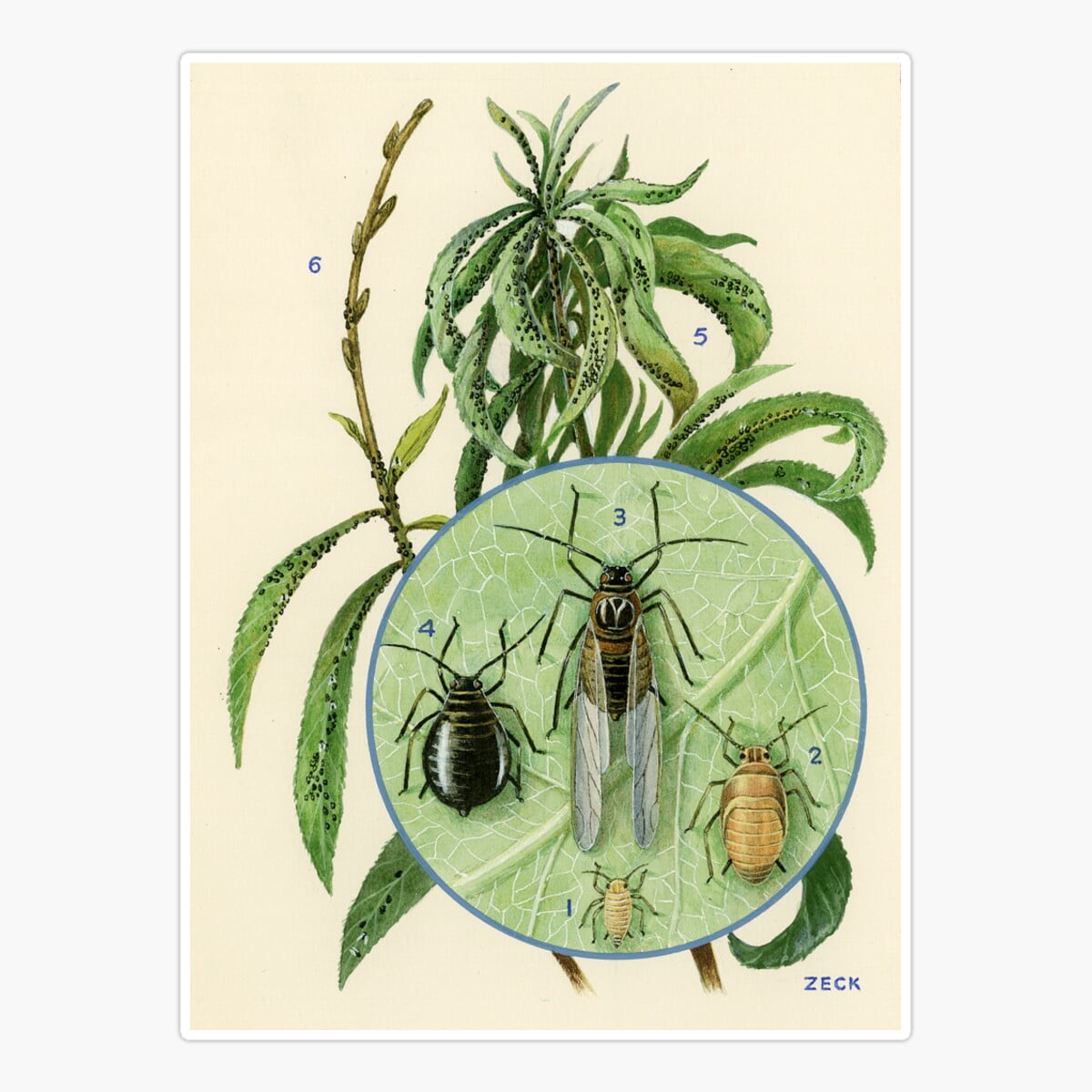 Onim Black Peach Aphid Sticker, Phone Decal Water Bottle Stickers Car ...