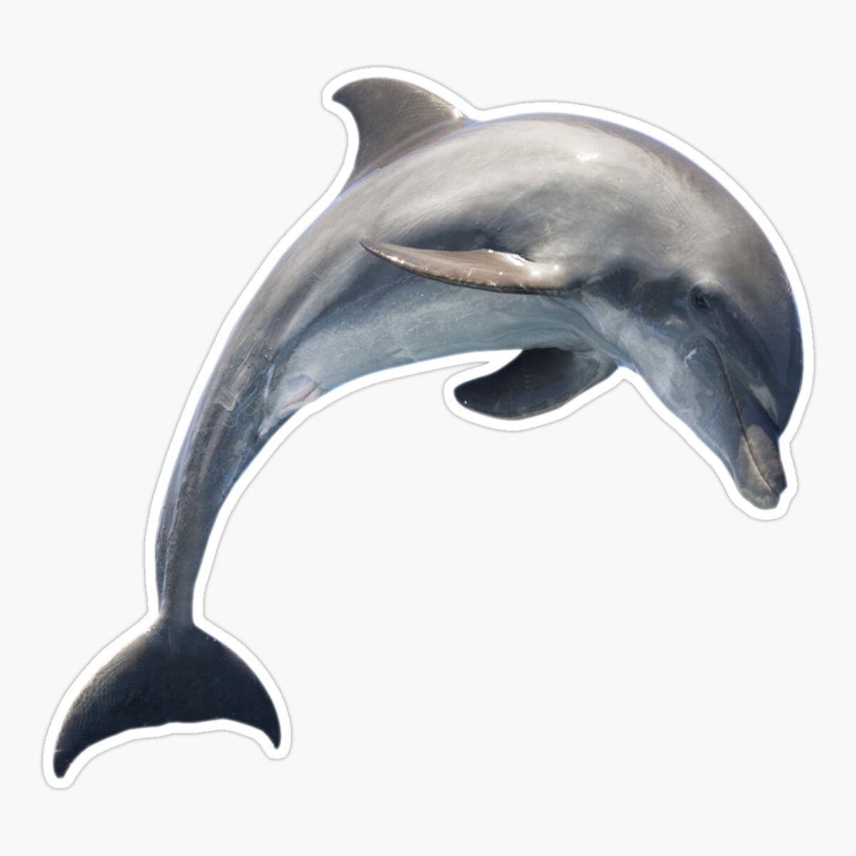 Onim Black Sea Bottlenose Dolphin Jumping Out Of The Water Sticker ...