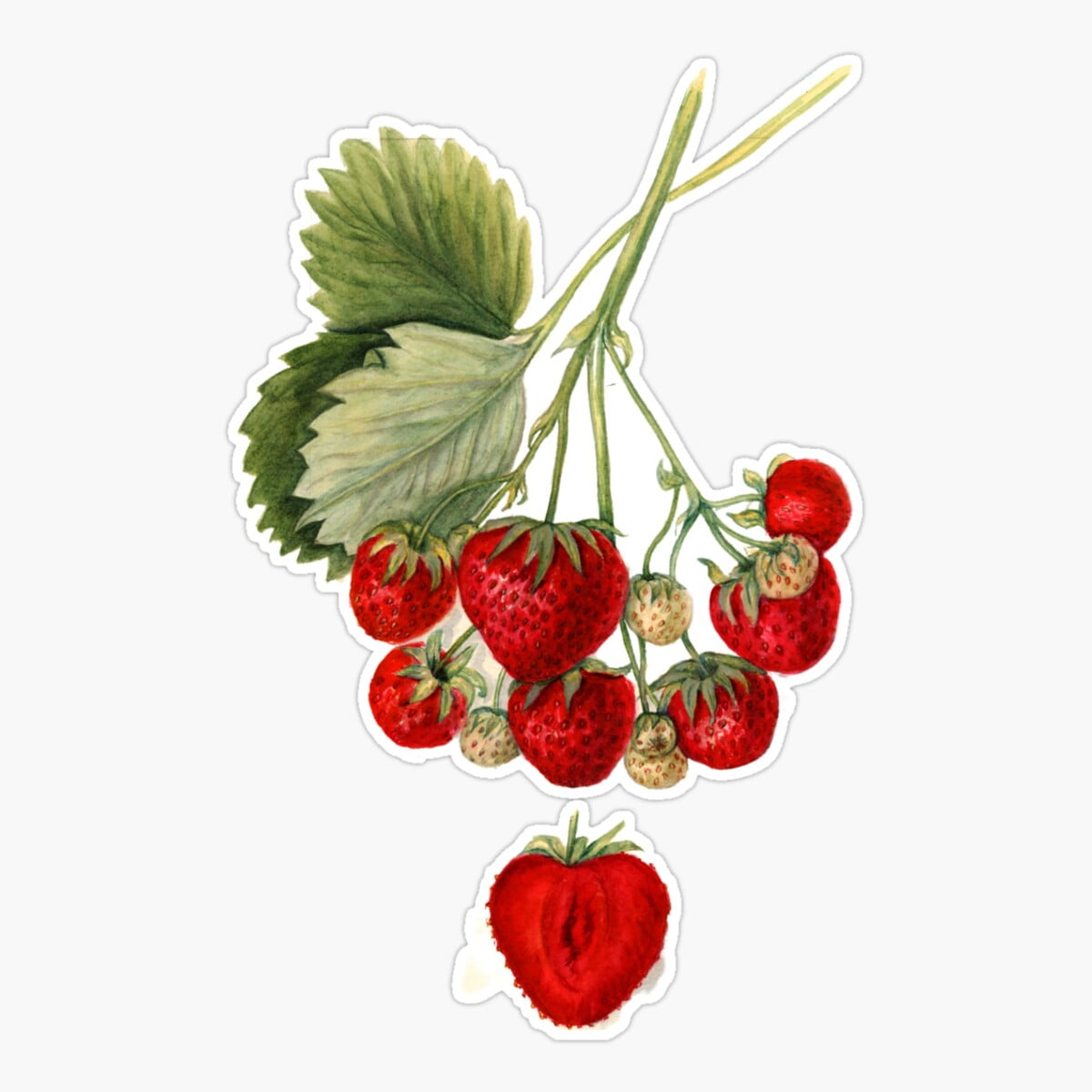 Onim Black & White Pitbull Lab Hound Mix Dog Sticker, Phone Decal Water ...