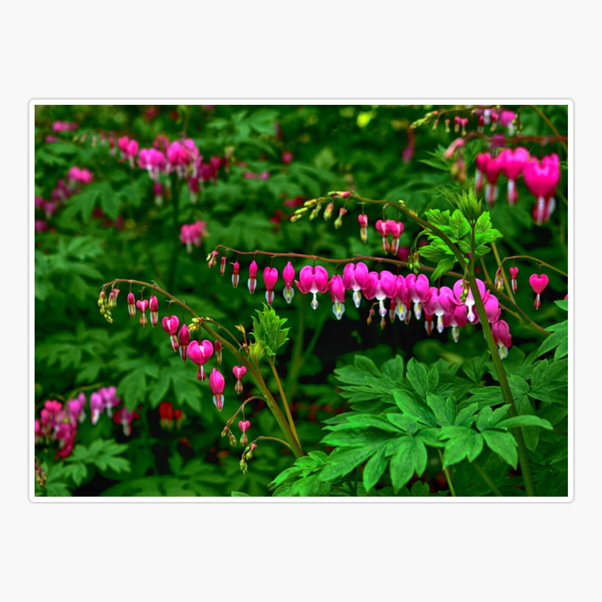 Onim Bleeding Heart Beauty Sticker, Phone Decal Water Bottle Stickers ...