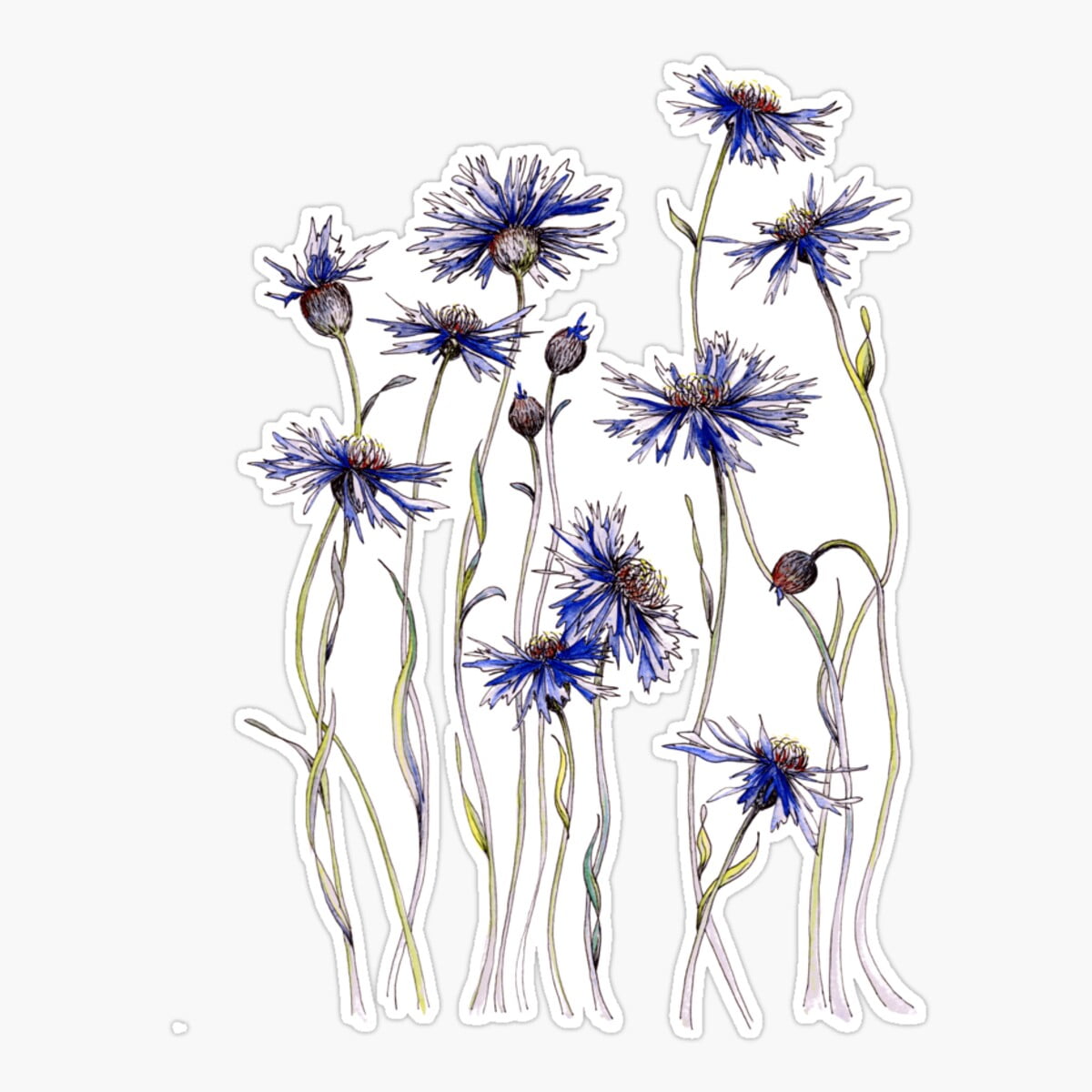 Onim Blue Cornflowers Sticker, Phone Decal Water Bottle Stickers Car ...