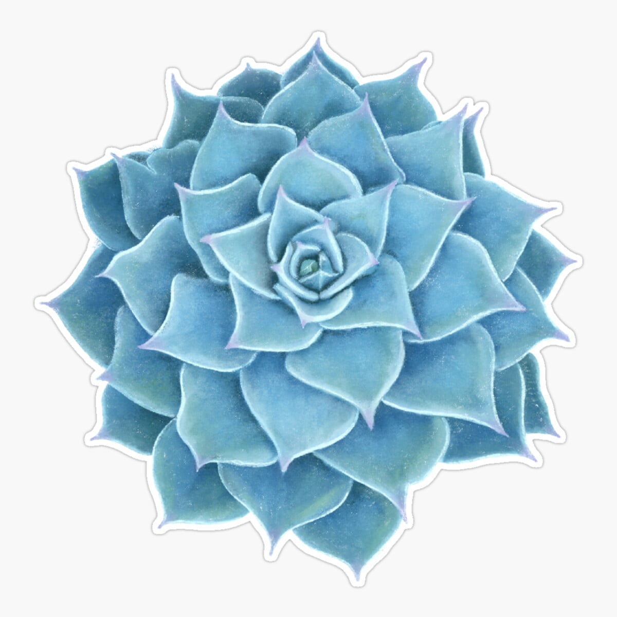 Onim Blue Echeveria Succulent Sticker, Phone Decal Water Bottle ...