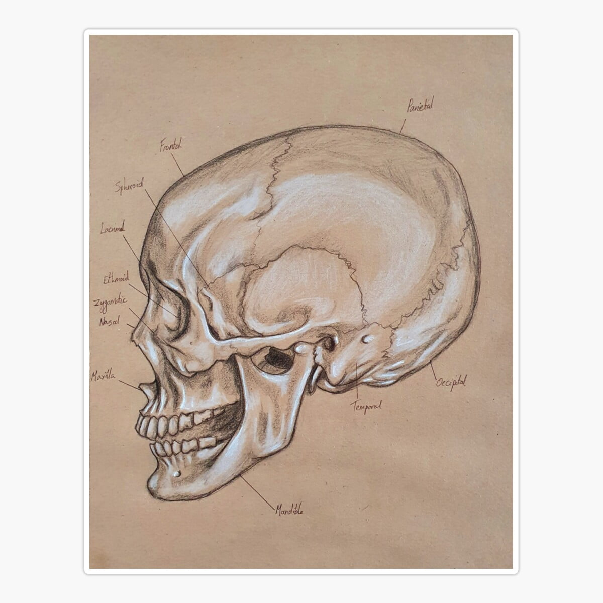 Onim Bones Of The Skull Sticker, Phone Decal Water Bottle Stickers Car ...