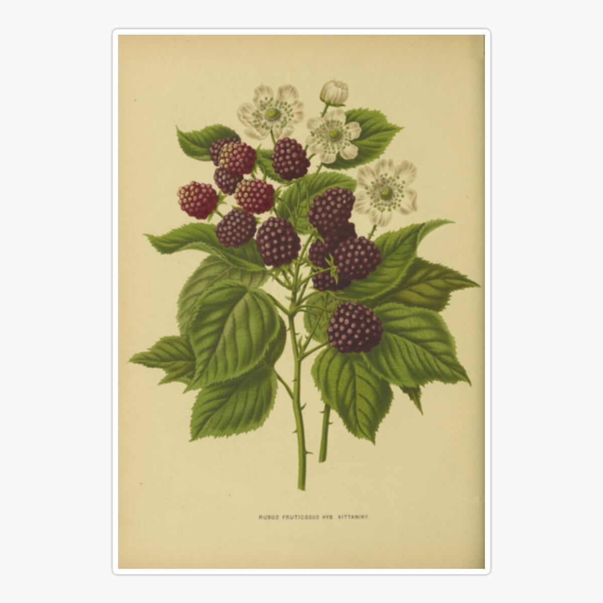 Onim Botanical Blackberry Sticker, Phone Decal Water Bottle Stickers ...