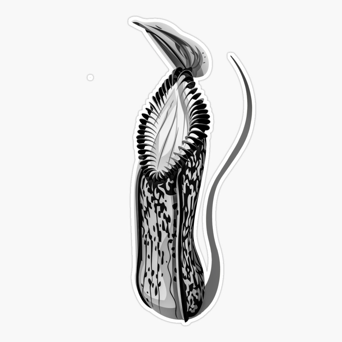 Onim Botanical Carnivorous Plant Drawing Nepenthes Hamata Pitcher ...