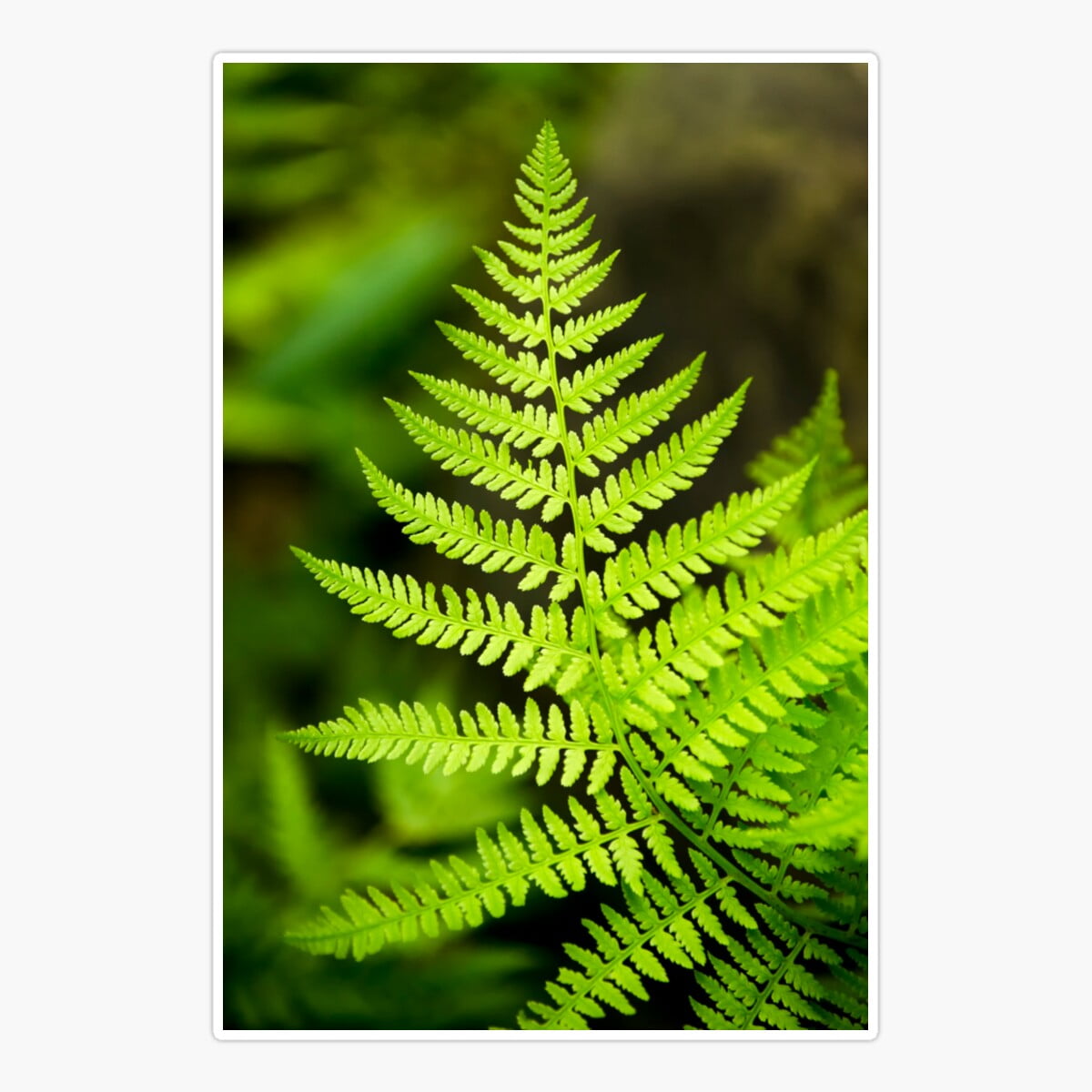 Onim Botanical Fern Sticker, Phone Decal Water Bottle Stickers Car ...