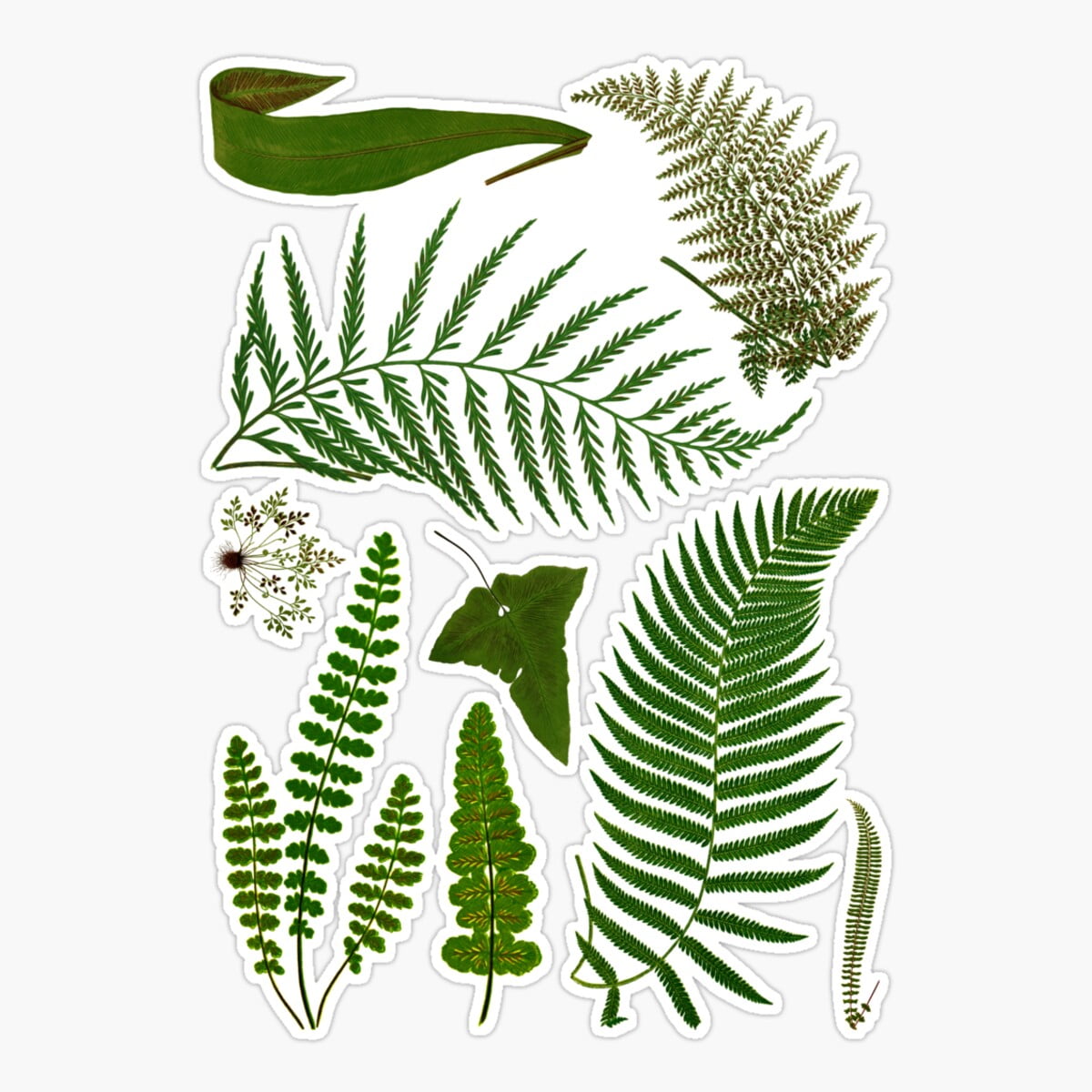 Onim Botanical Ferns And Mosses Chart Sticker, Phone Decal Water Bottle ...