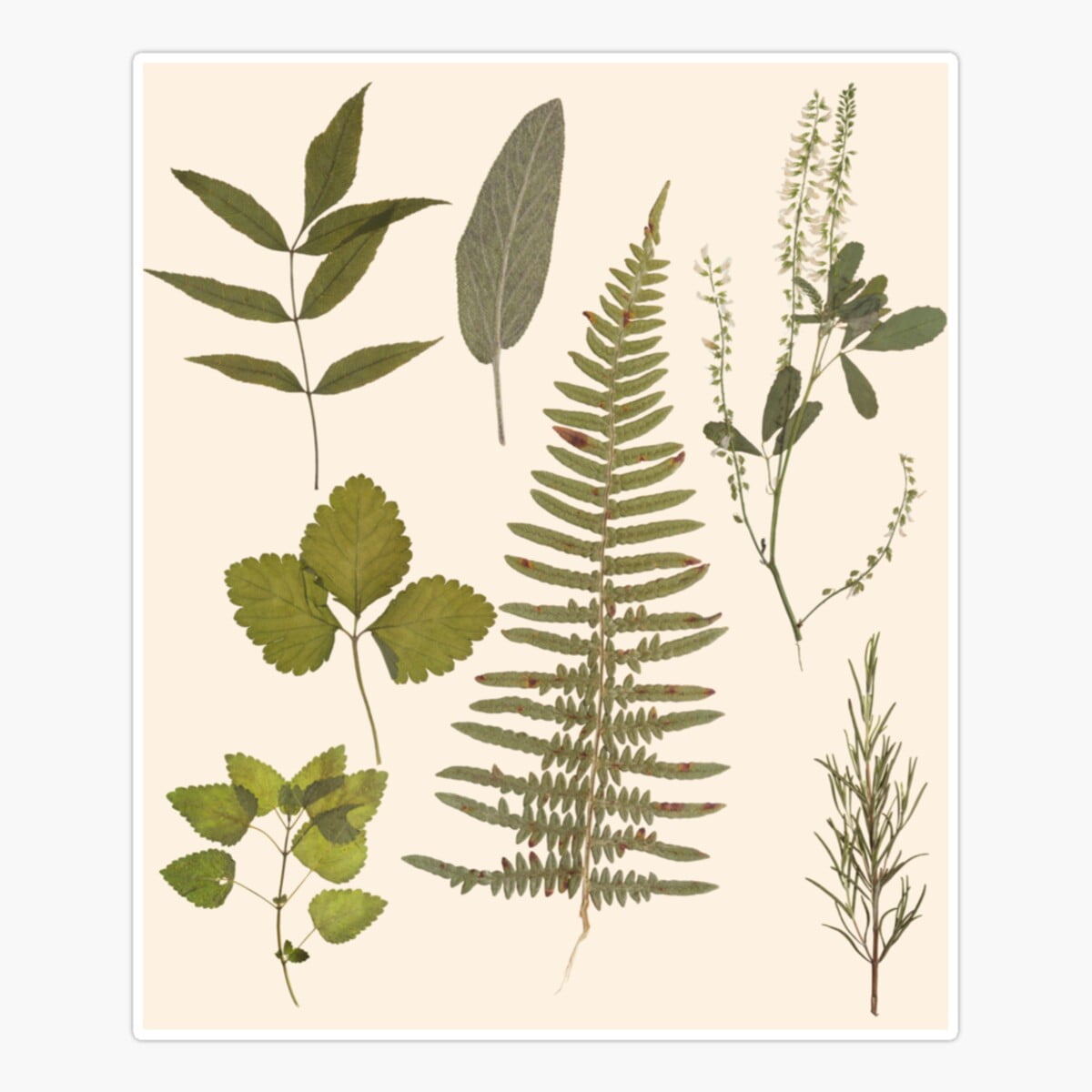 Onim Botanical Illustration, Cottagecore Sticker, Phone Decal Water ...