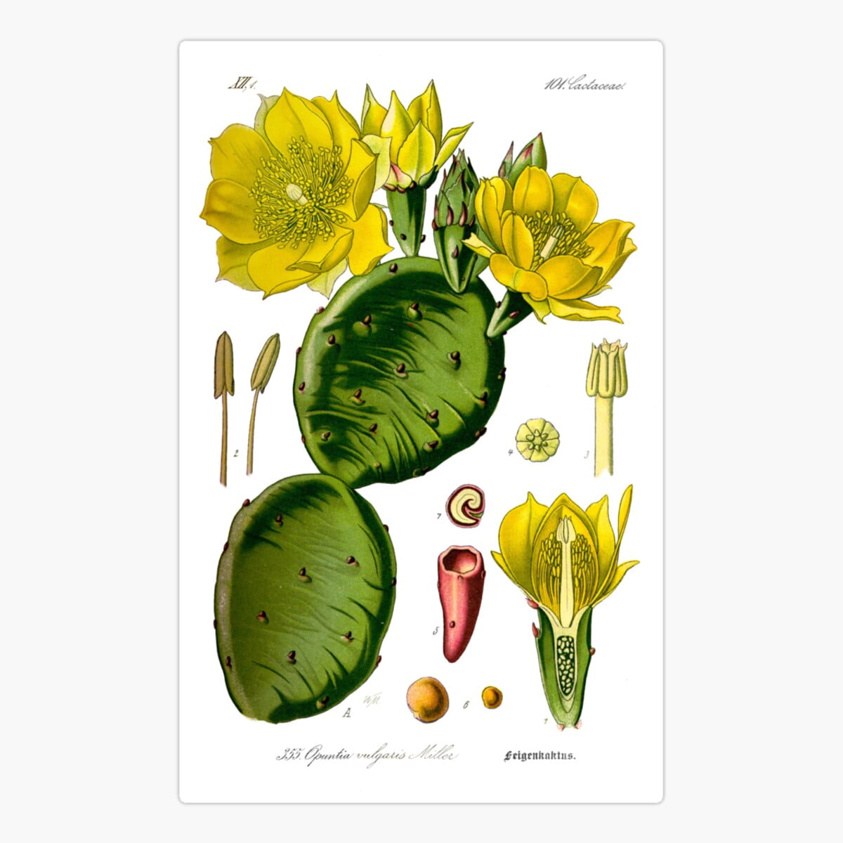 Onim Botanical Illustration Opuntia Vulgaris Sticker, Phone Decal Water ...